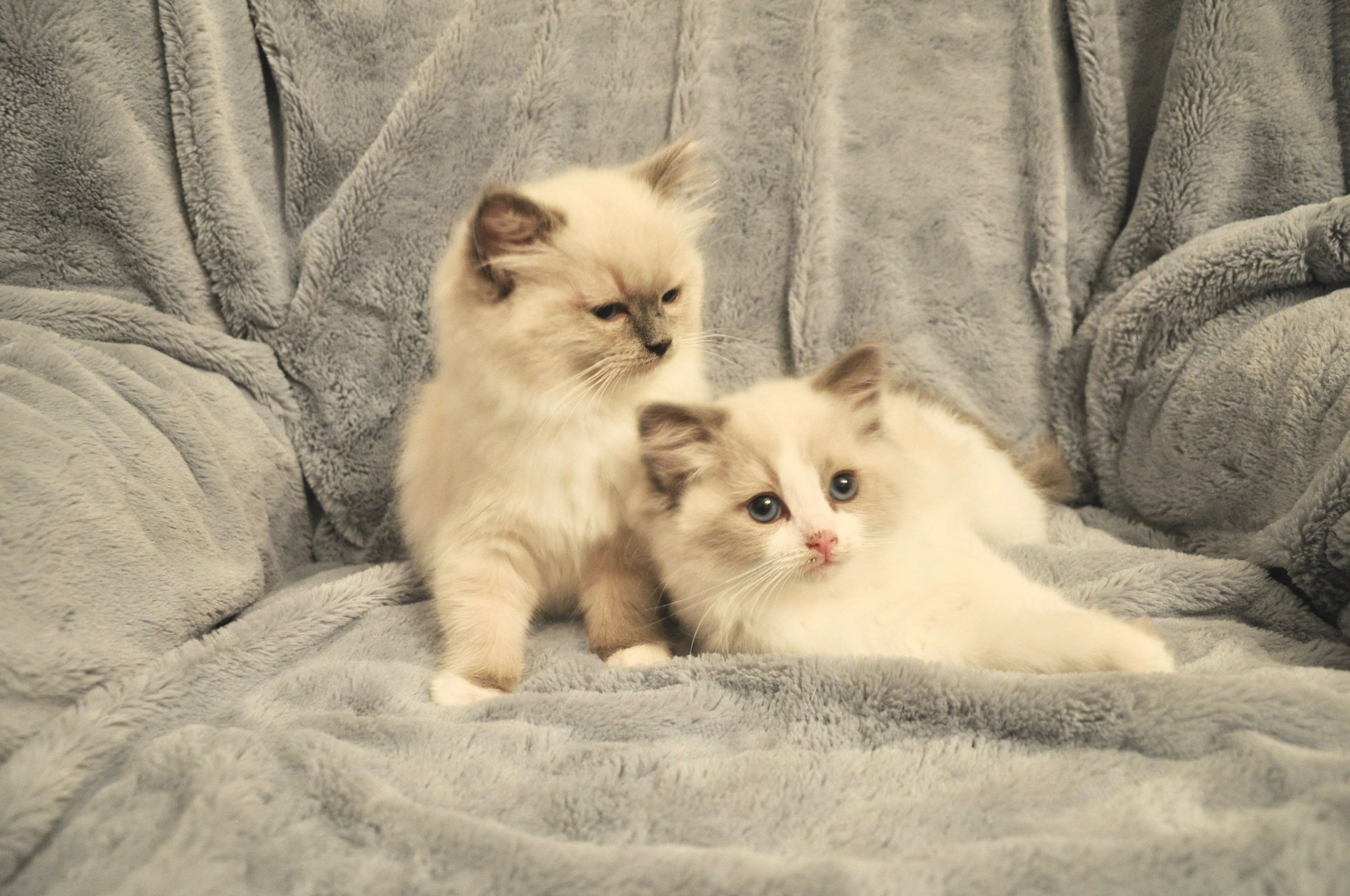 Top Ragdoll Breeder with Beautiful Kittens for Sale