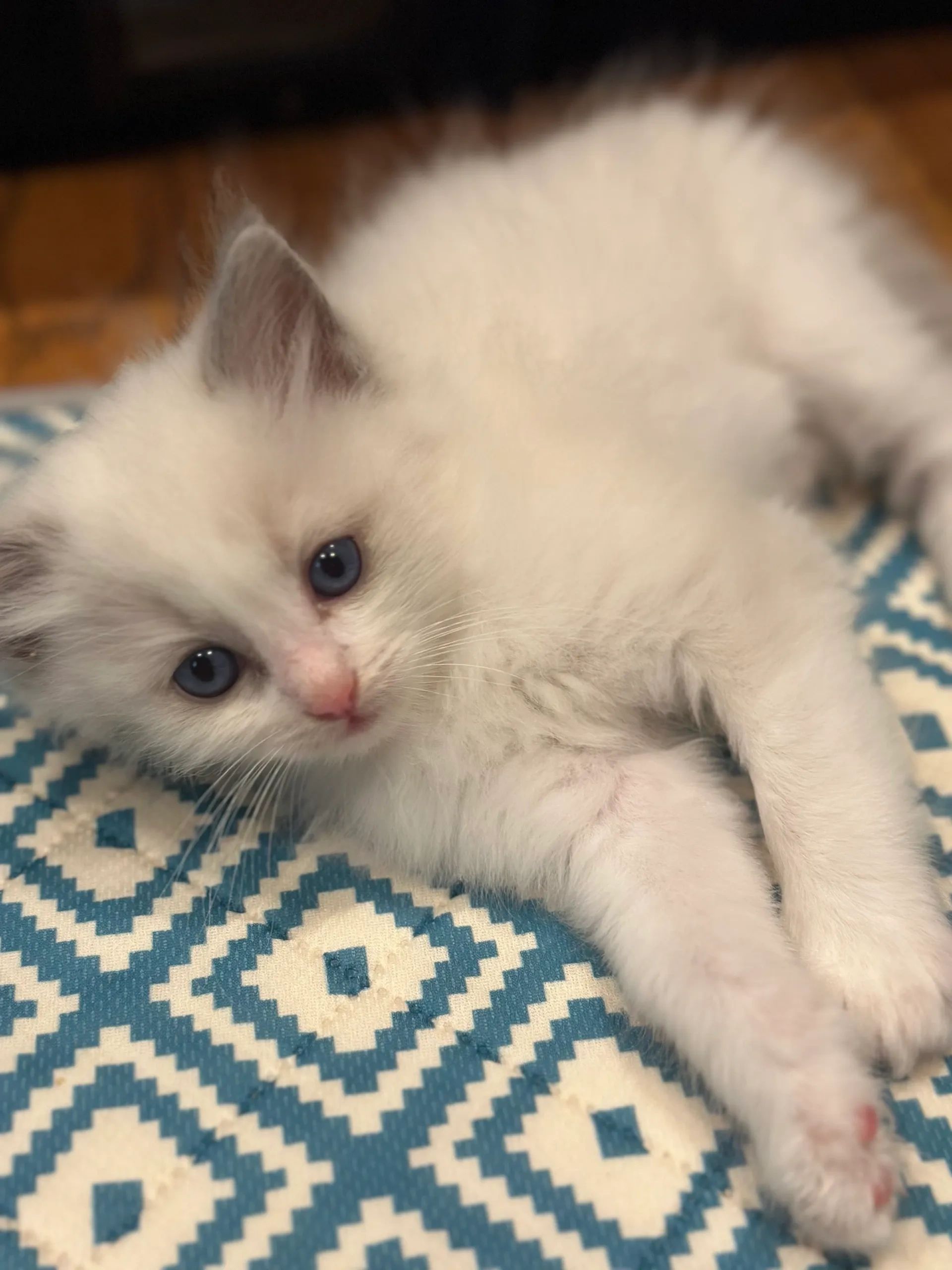 Top Ragdoll Breeder with Beautiful Kittens for Sale
