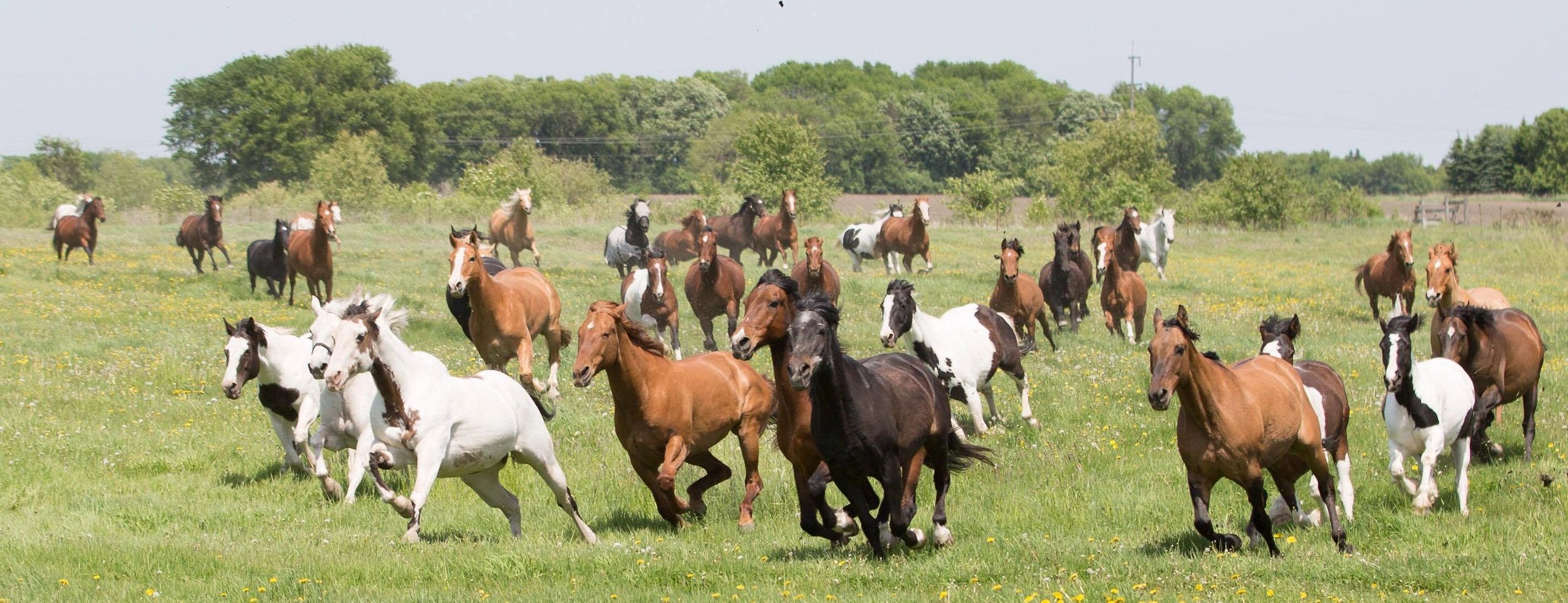 Team | Healing With Horseplay