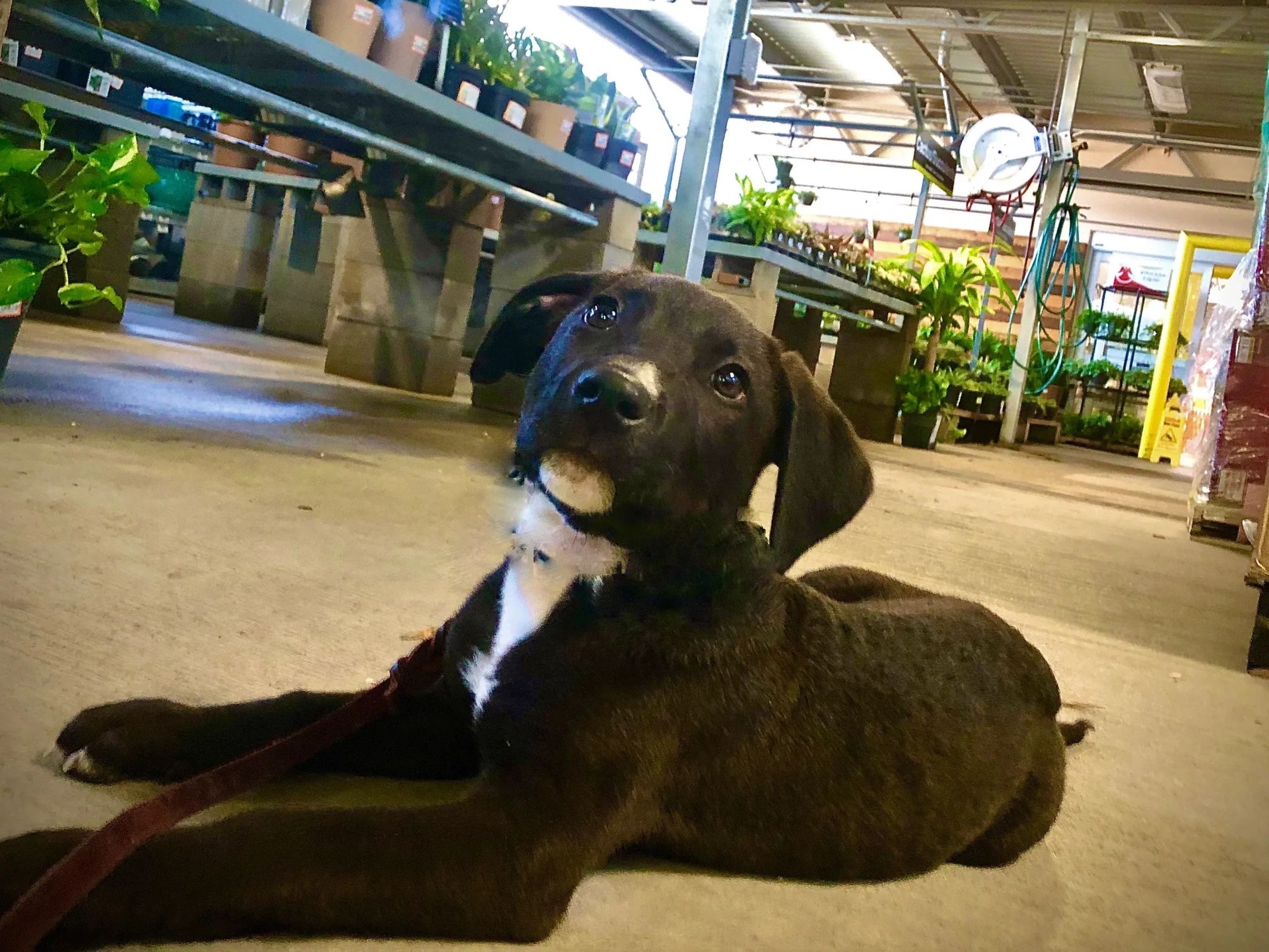 Transform Your Dog’s Behavior | K9 America