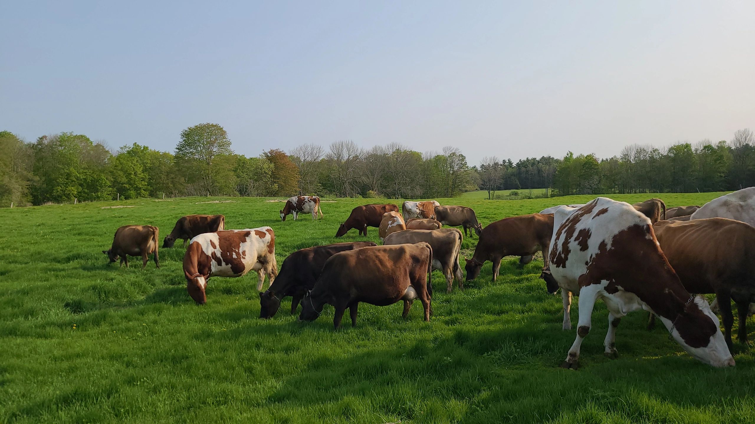 Creamy Acres Creamery