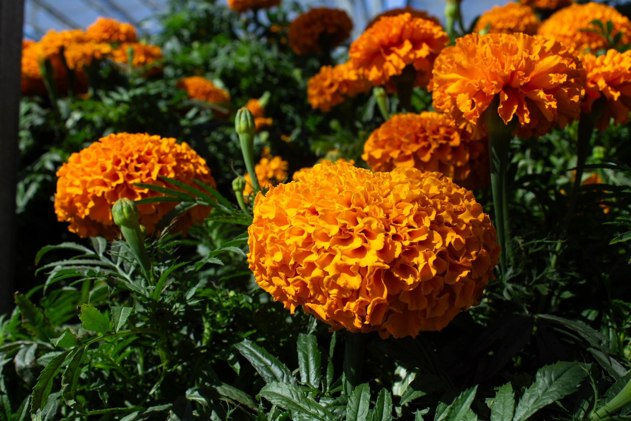 The Significance of Marigolds for Dia de Muertos