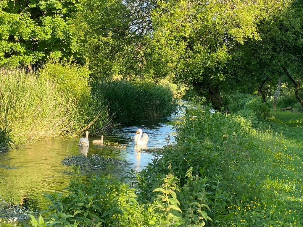 Flashetts & Quidhampton Mill Conservation Area