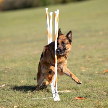 North Country Canine LLC - Dog Training, Dog Sports