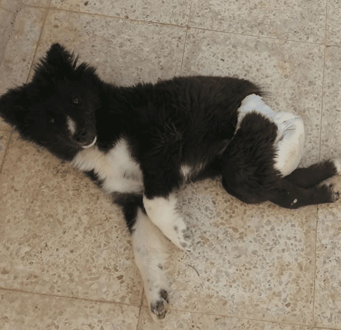 How Many Time Does Collie Puppy Need For Poop