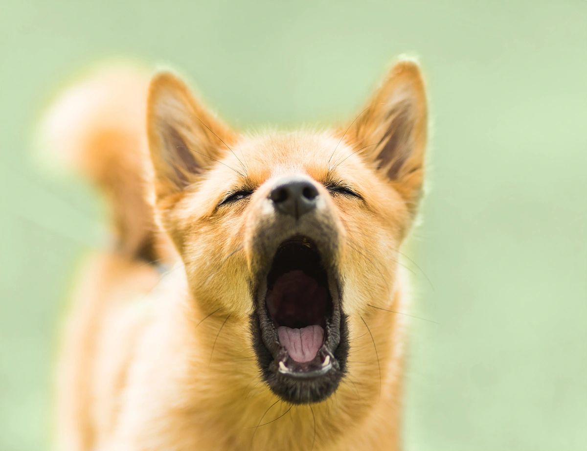 Do Dogs Get Hoarse From Barking