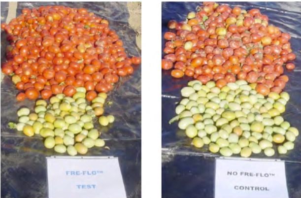 Maximizing Tomato Yield with FRE-FLO™ Technology