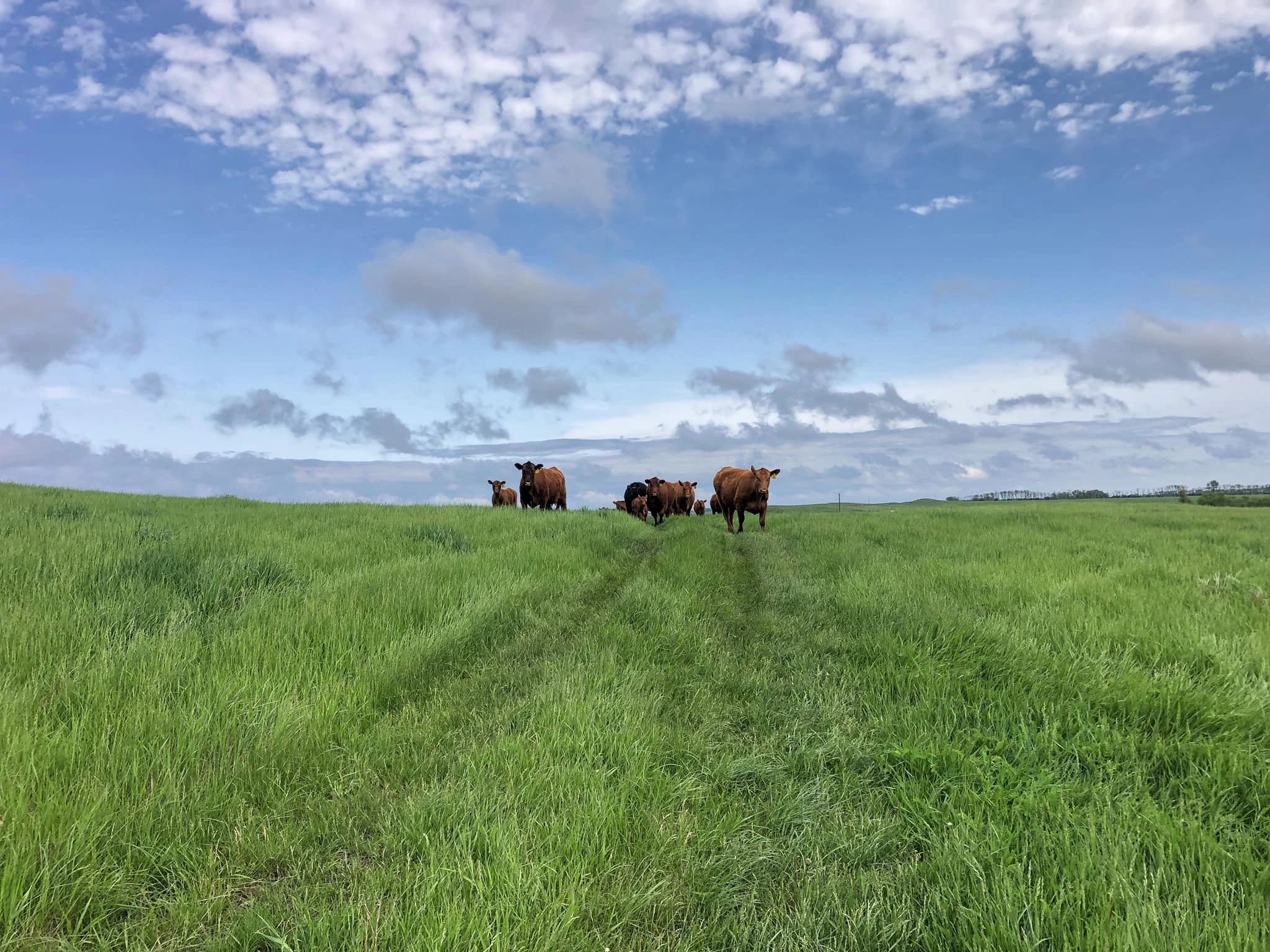 Reference Sires | Namken Red Angus