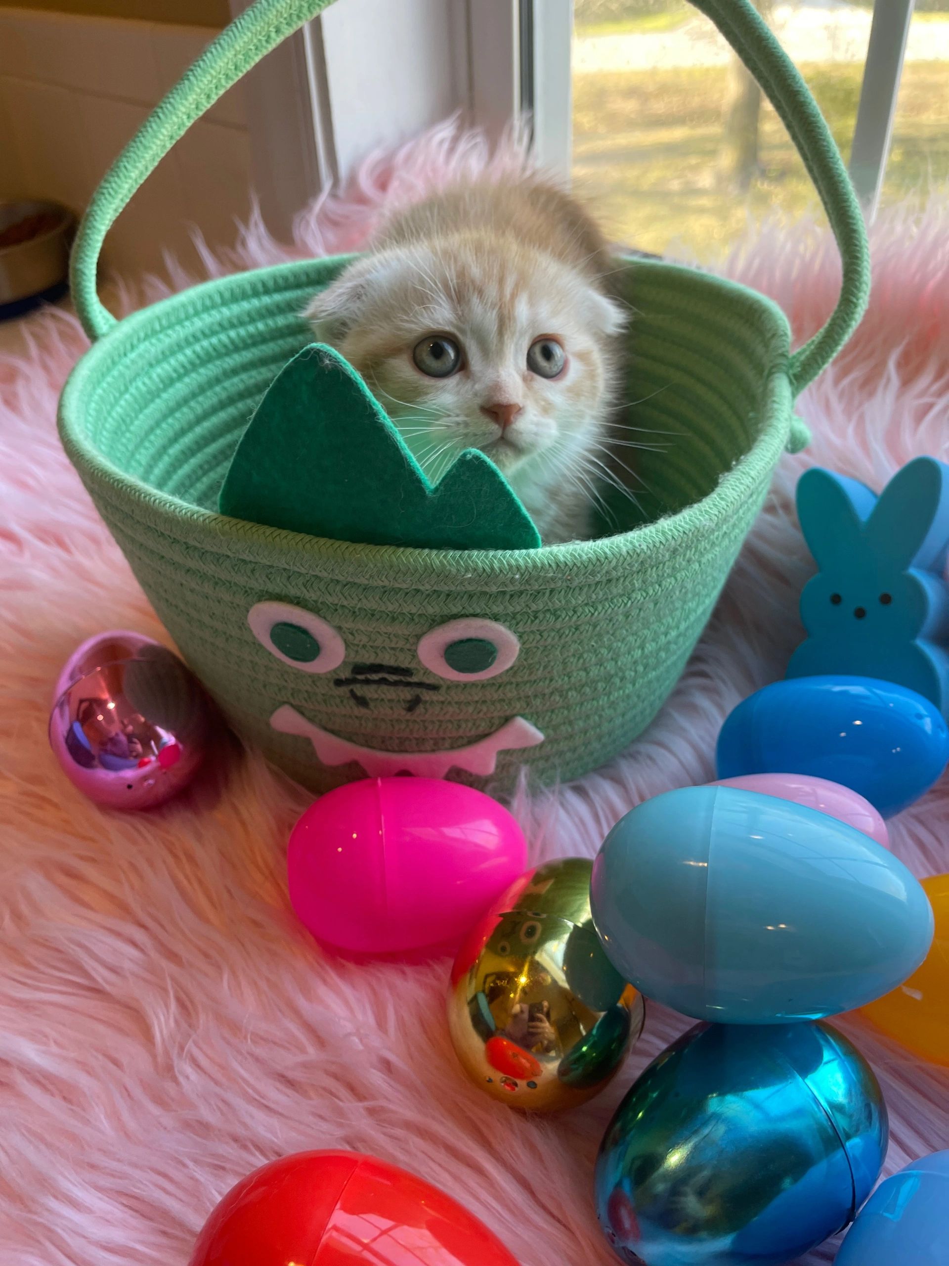 Available adult cats