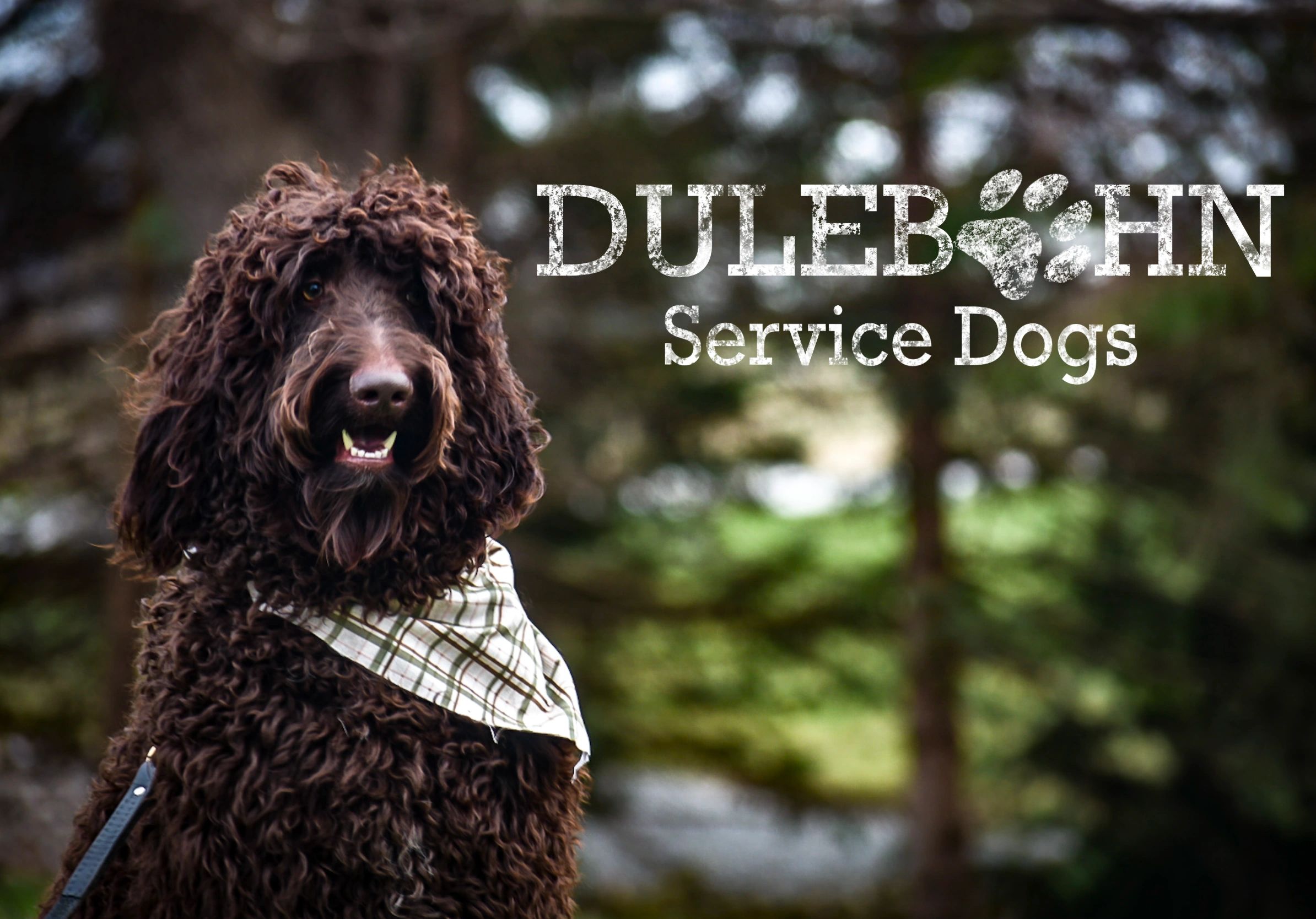 Professional Dog Trainer | Dulebohn Service Dogs