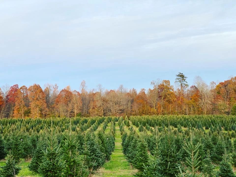 Home [claybrookefarm.com]
