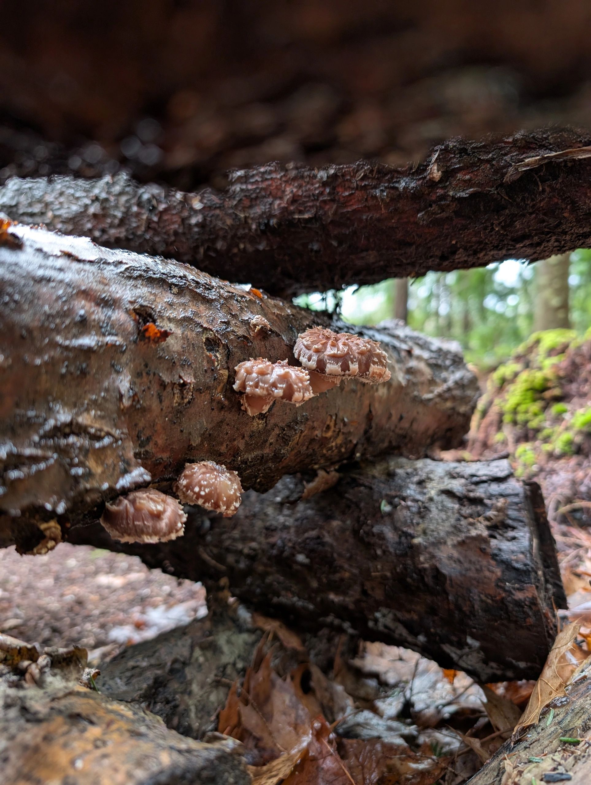 Shady Grove Mushrooms - Maine's Finest Organic Mushroom Farm