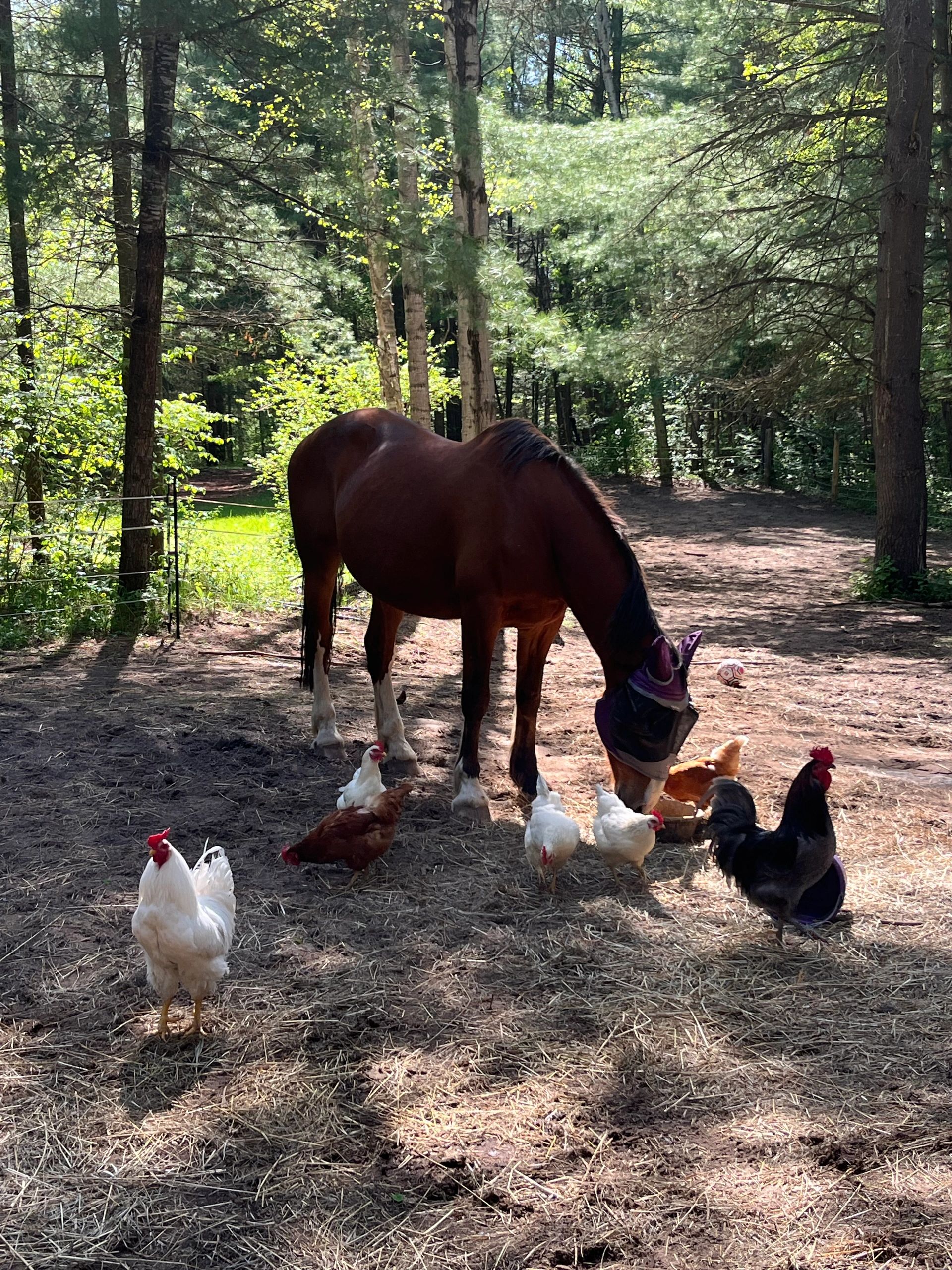 Our Story | Sommerhaven Farm