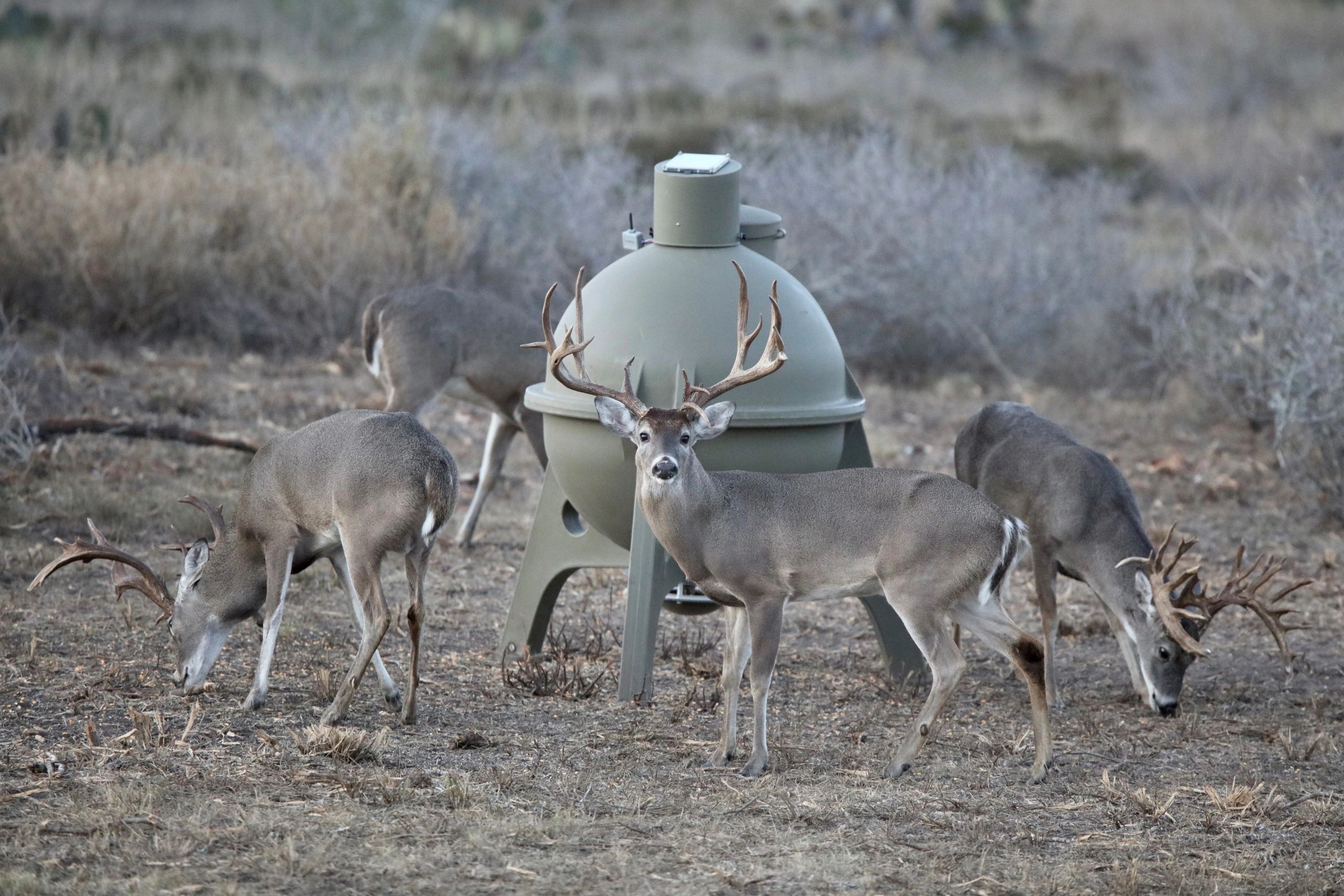 The Feed Ball - The Ultimate Deer Feeder | Forager Outdoor