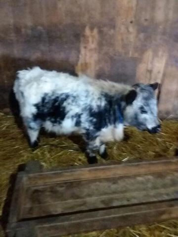 Miniature White Park Bull