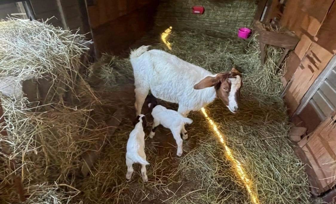 Nanny Boer Goat with 2 Billy Kids