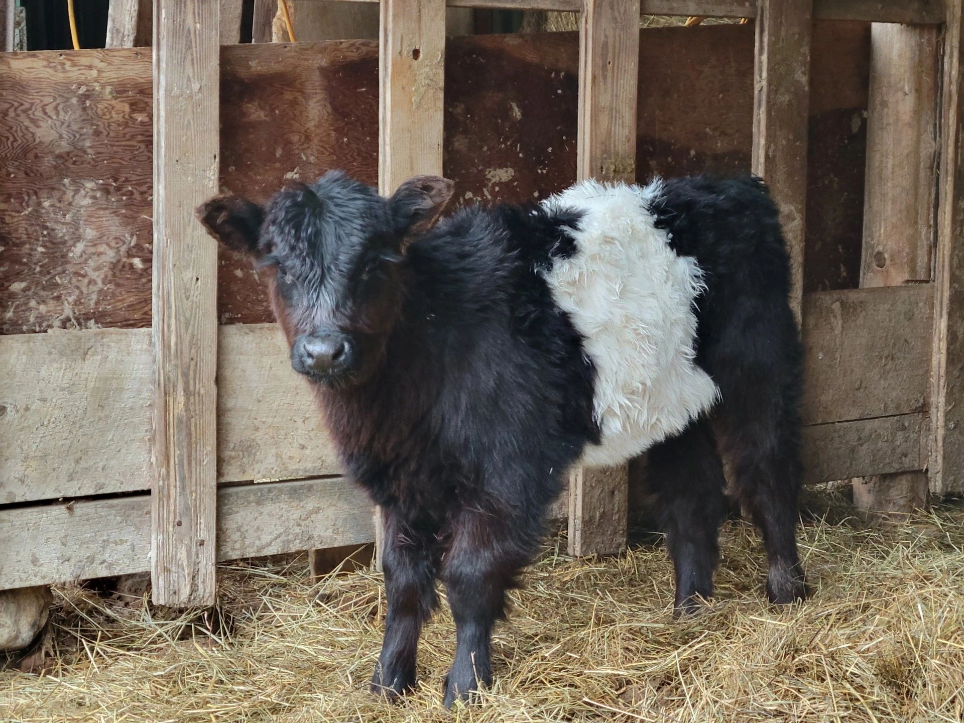 4.5 Month Old Bull Calf