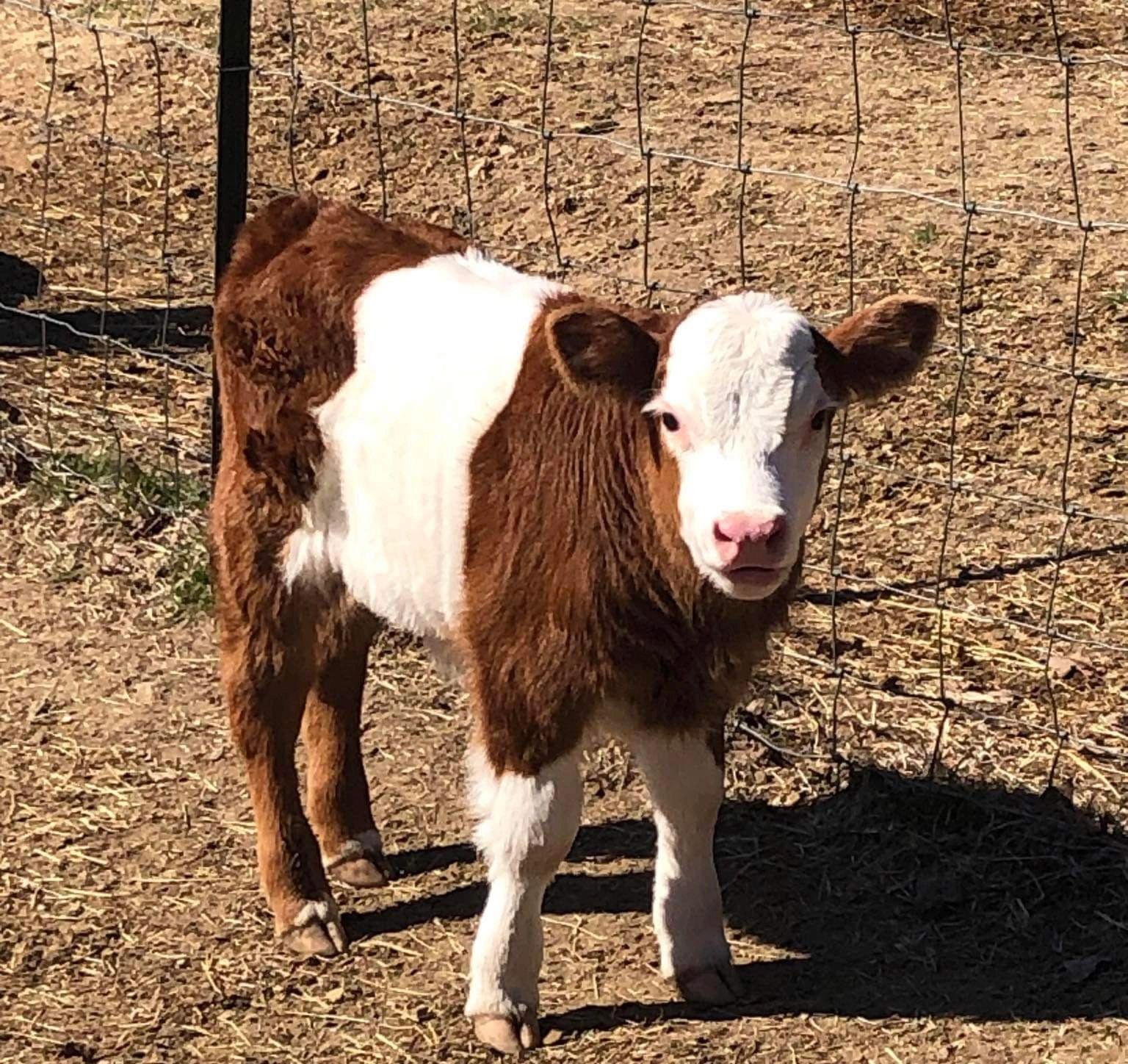 1 Month Old Red Panda Bull Calf