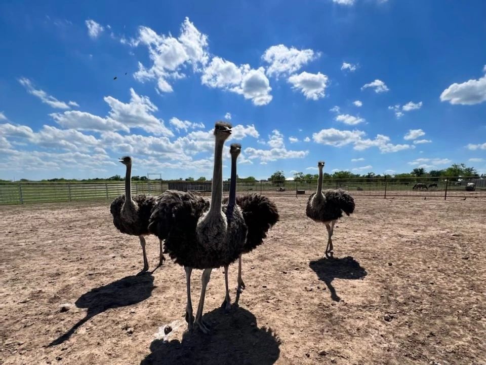 Four Ostriches- 2 DNA Sex Tested Pairs