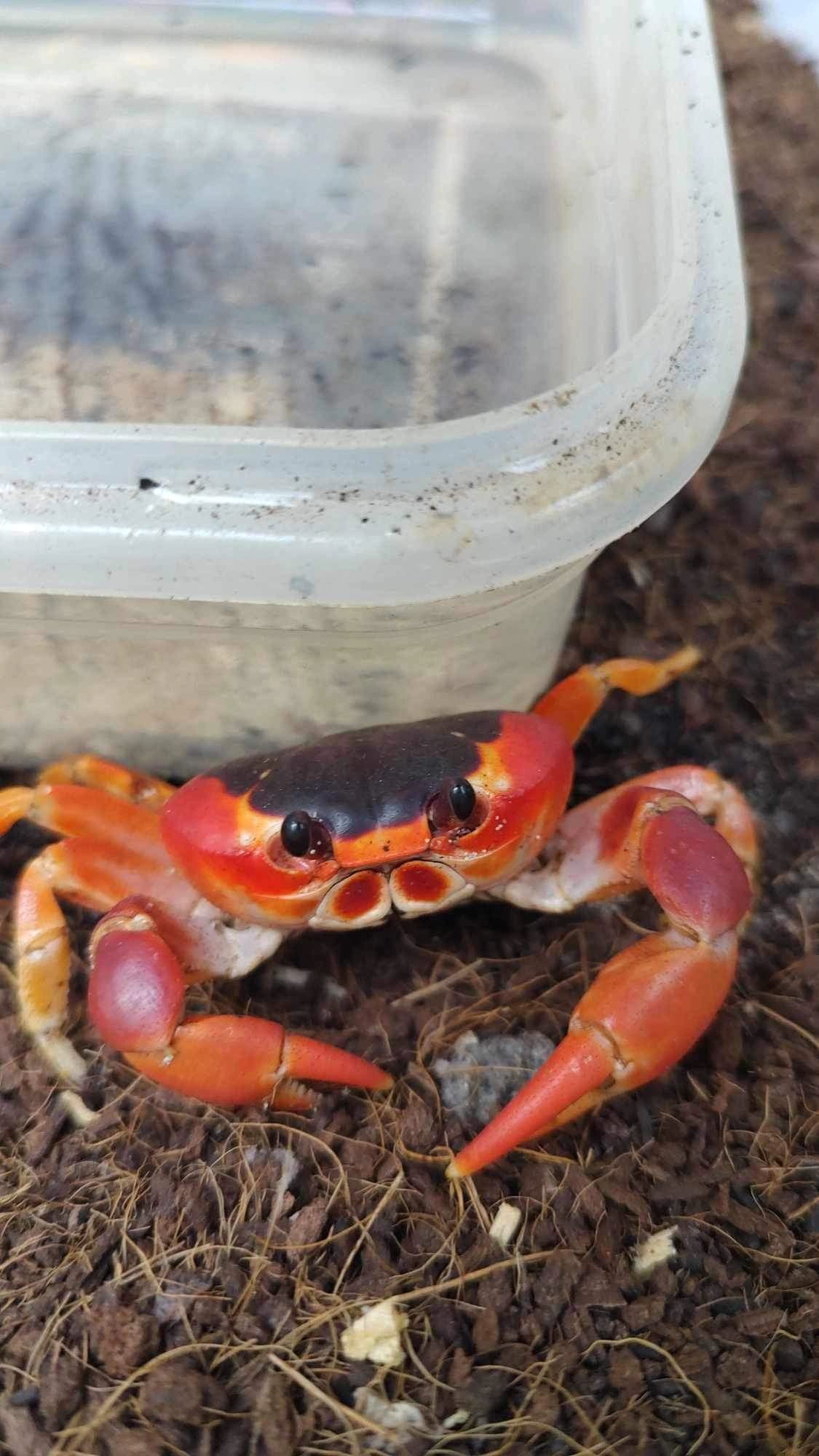 Halloween Crab / Black Backed Moon Crab
