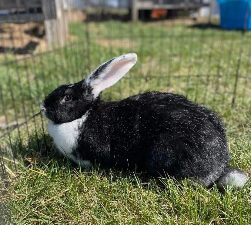 Pedigreed Continental Giant Rabbits