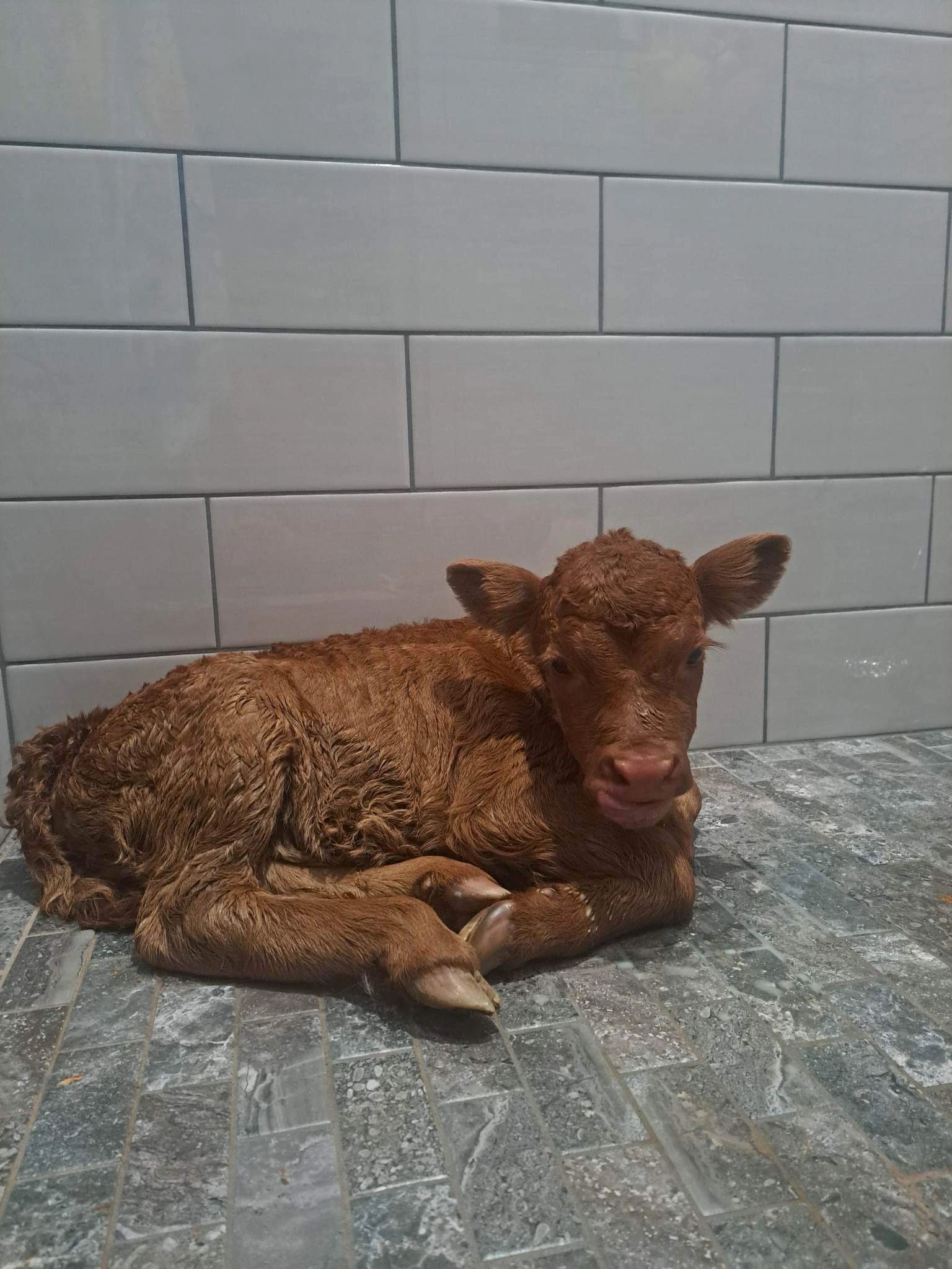 Highland Dexter Cross