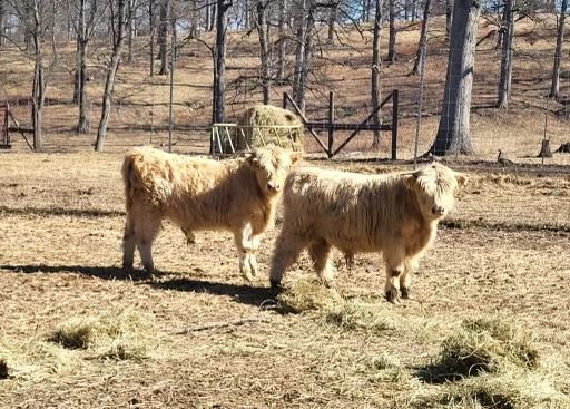 2 Yearling Highland Bulls