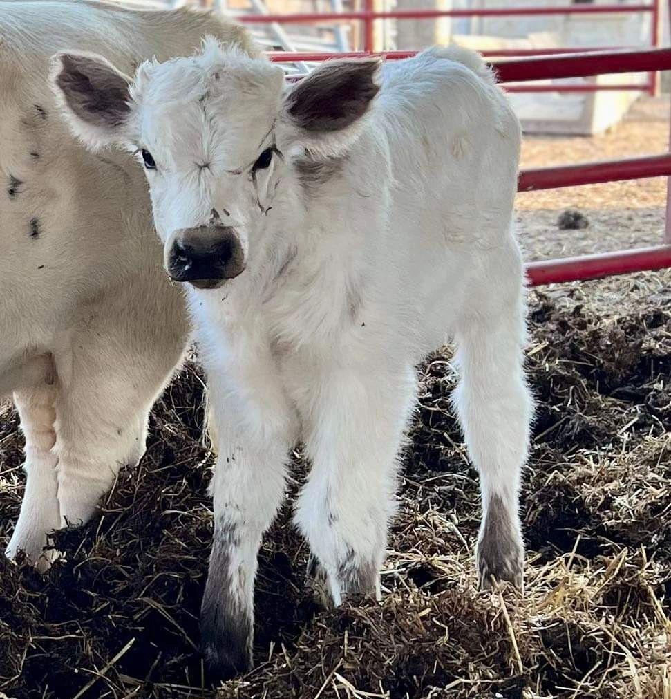 Week Old Highpark Bull Bottle Baby