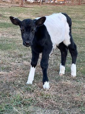 Mini Belted Galloway Heifer