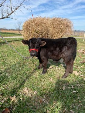 Baby Micro-Mini Lowline Bull