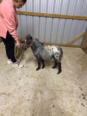 Miniature Appaloosa Fillies