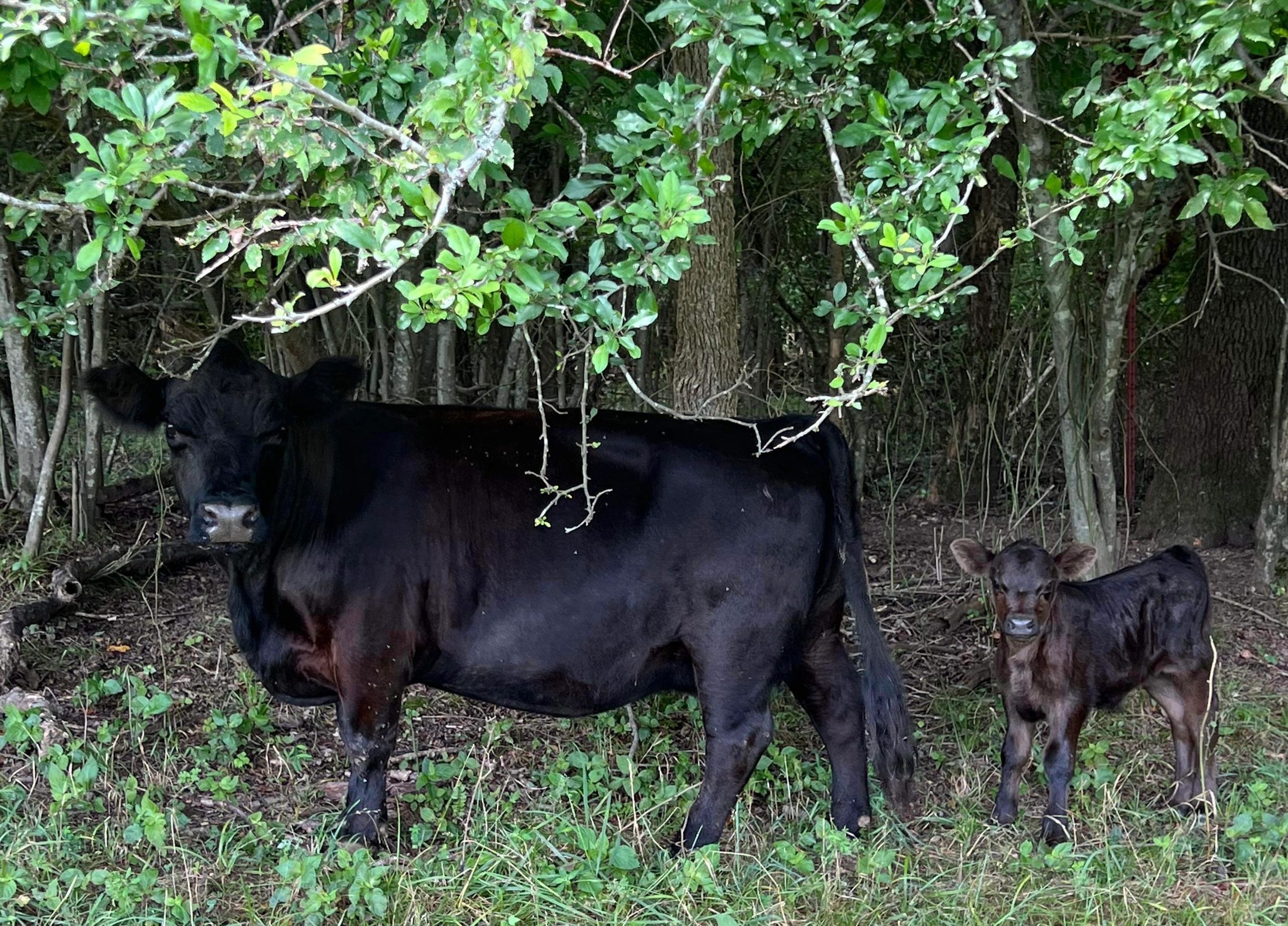 38” Lowline Cow with her 3 Week Old Bull Calf