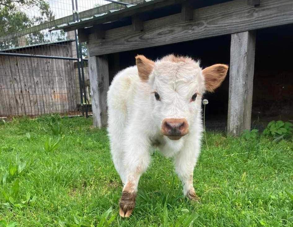 Mini High Park Heifer