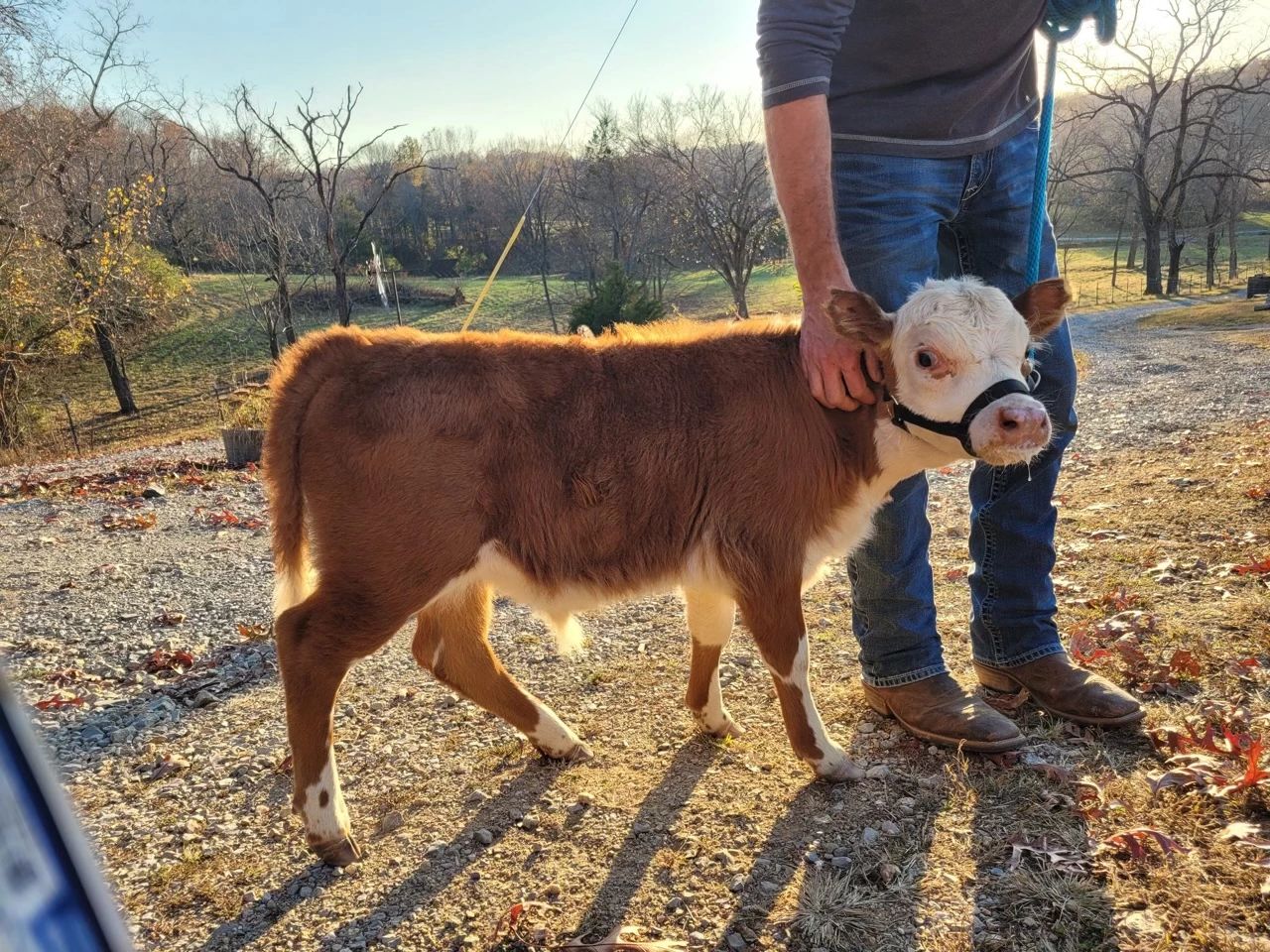 Mini Hereford Bull Calf