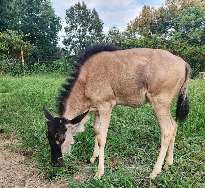 "Wilma"- Female Wildebeest Calf