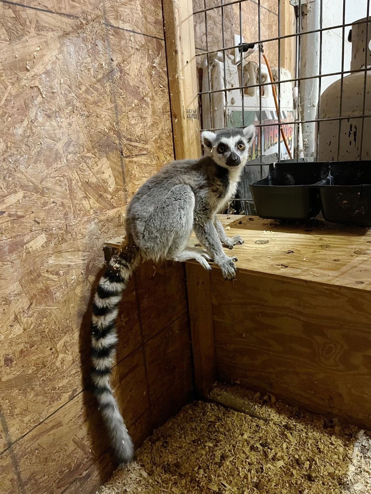 2 year old Female Ringtail Lemur