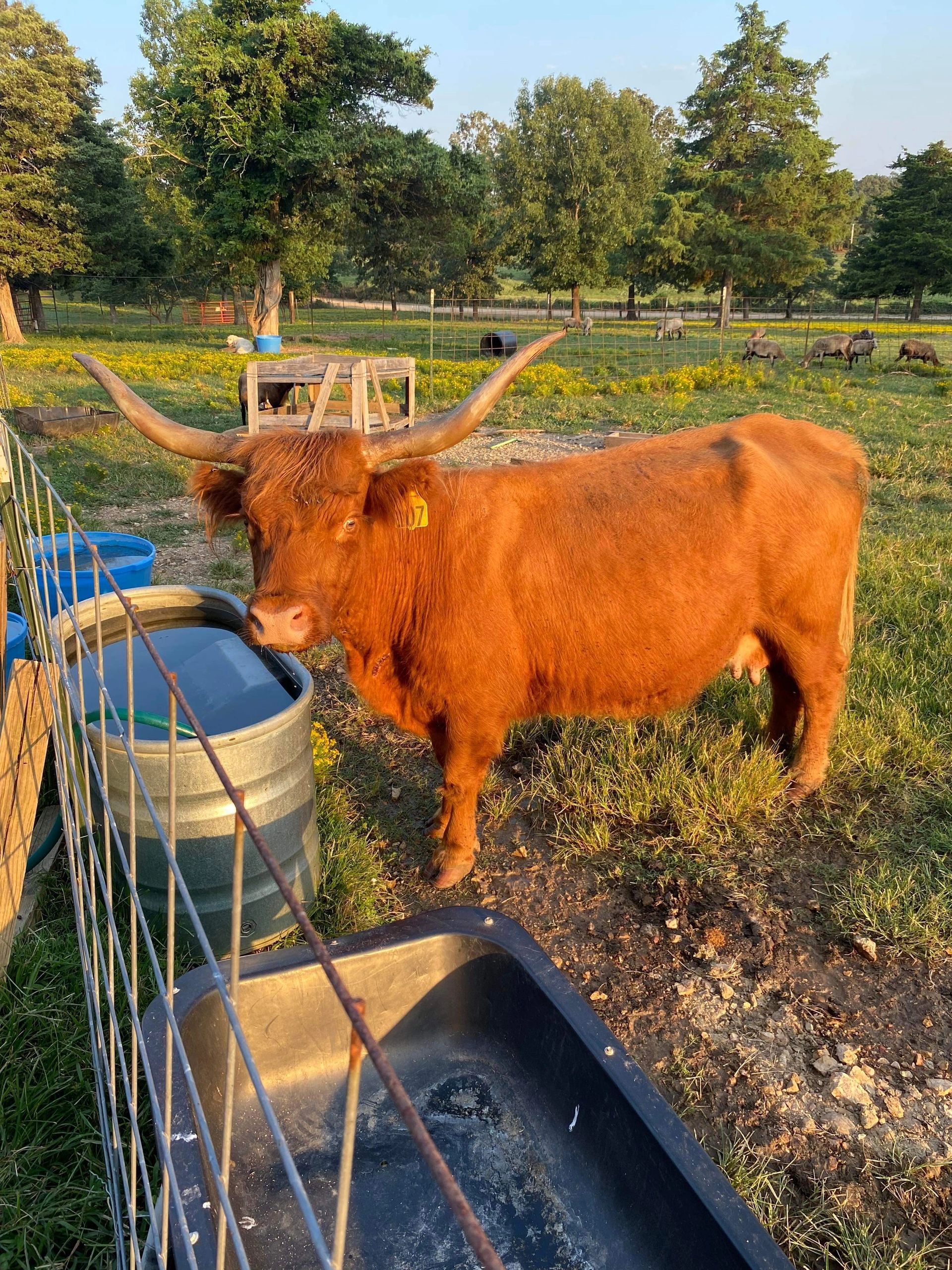 Pure Bred Highland Cow