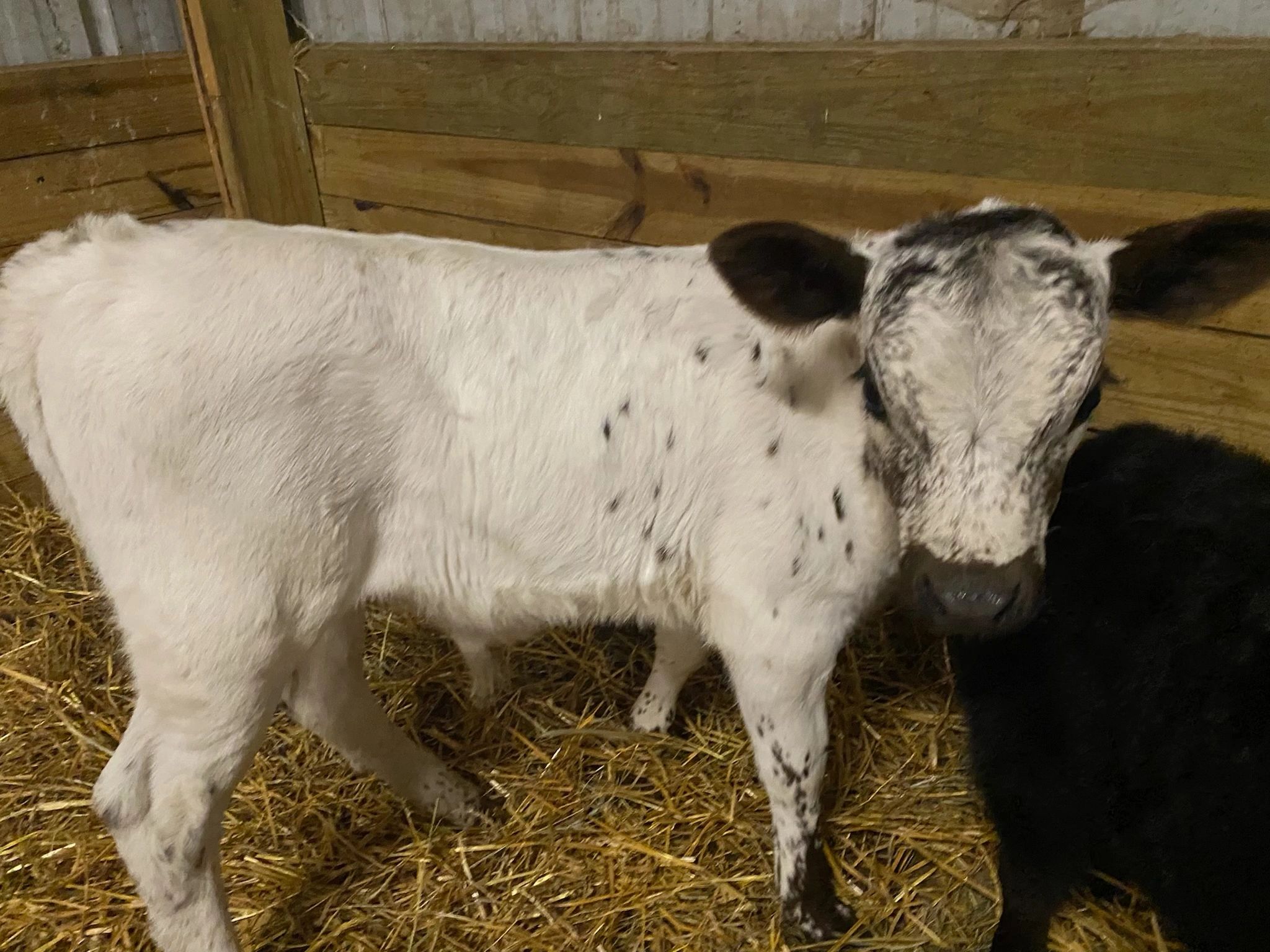 Bottle Baby- Speckled White Park Bull