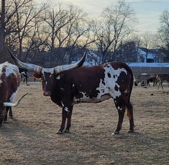 6 Year Old Watusi Cow