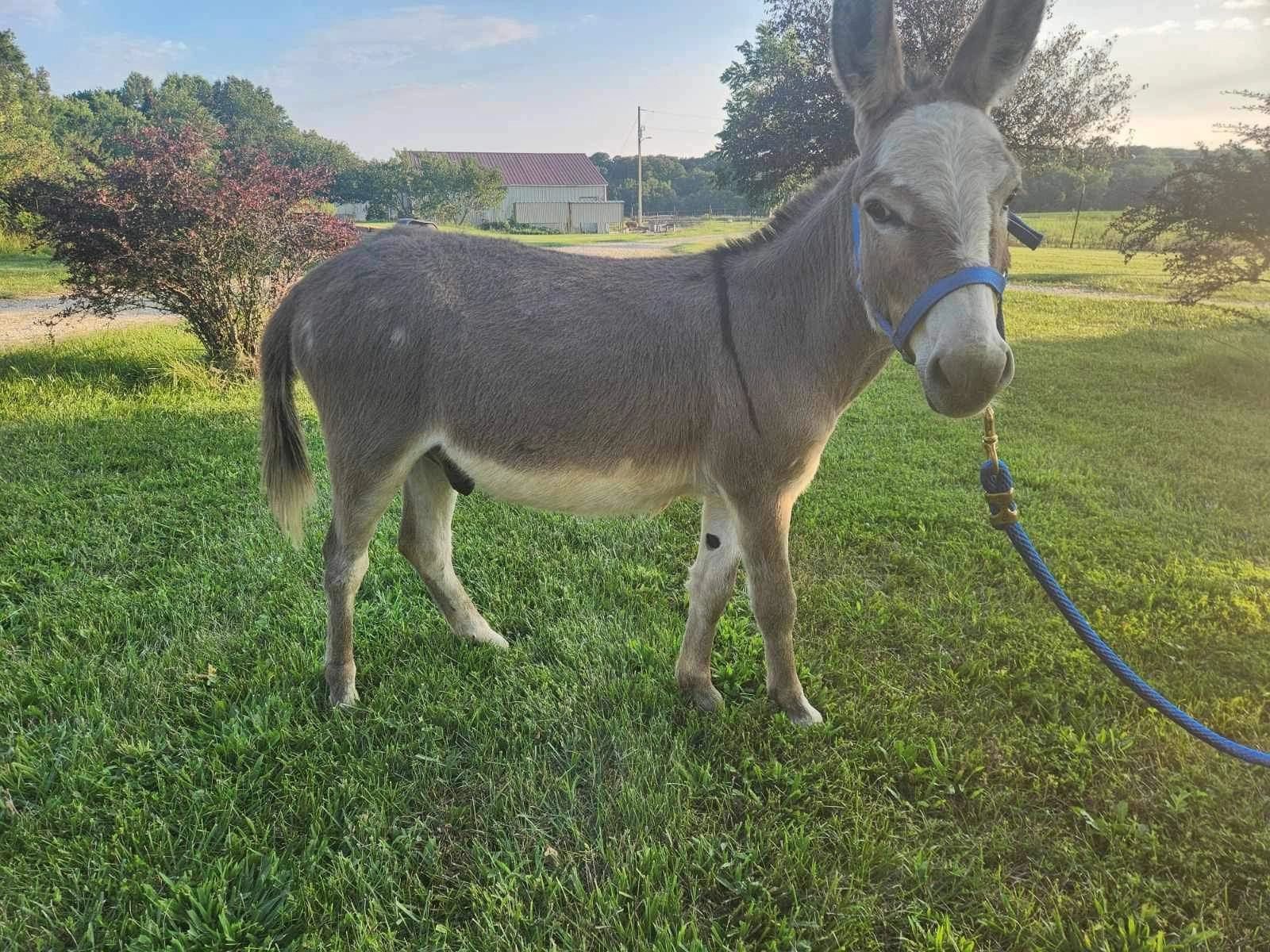16 Month Old Jack Donkey