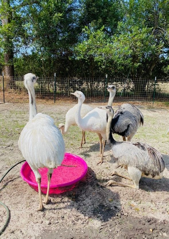 Phenomenal Laying Group of Rhea- 6 Females, 3 Males