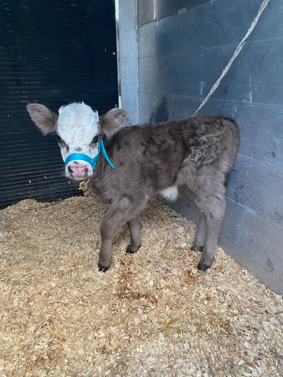 Mini Highland Cross Bull Calf