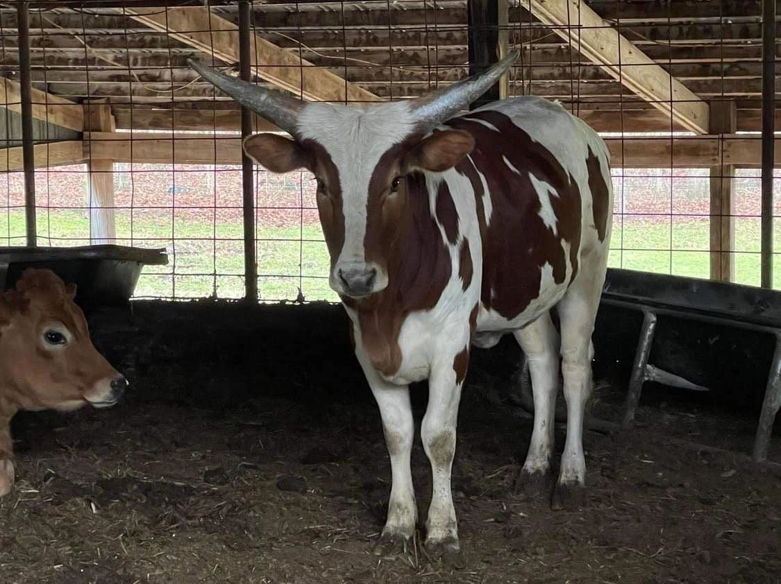 2 year Old Watusi Heifer