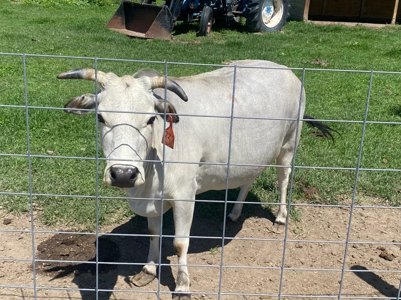 Two 9 Year Old Zebu Cows