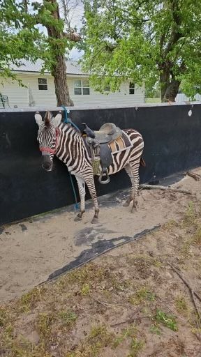 Gentle Zebra Colt
