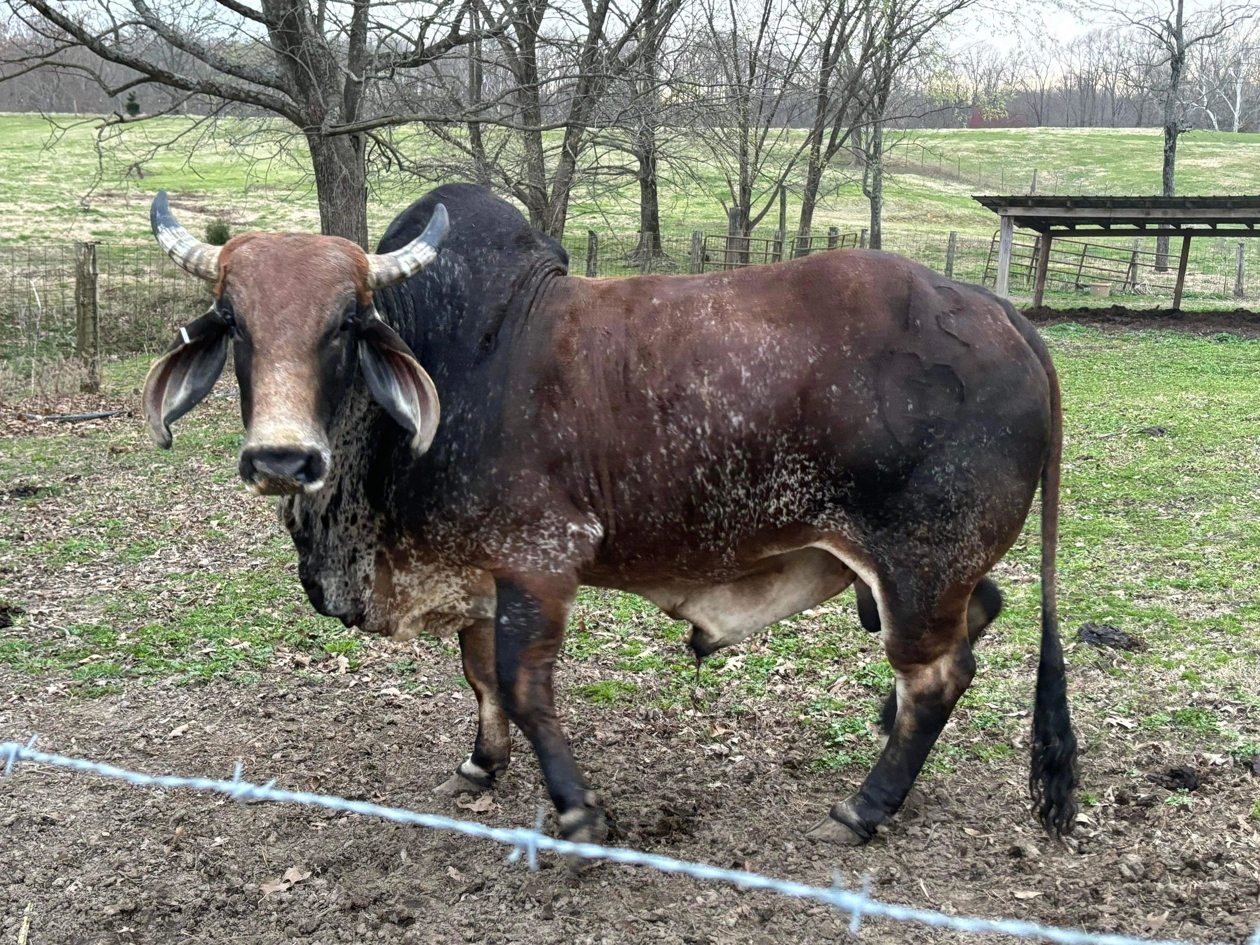 Registered 6 Year Old Bull