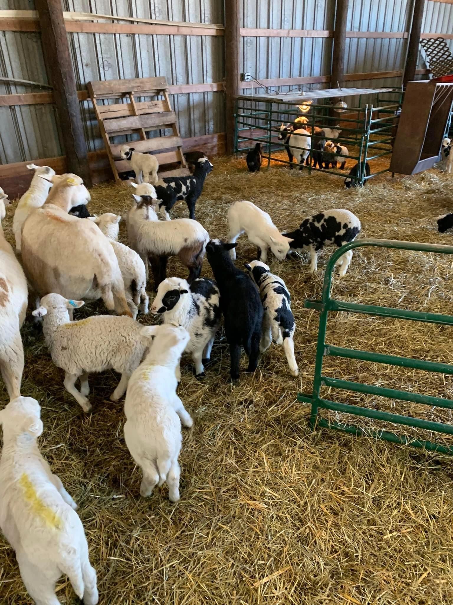 Assorted group of Lambs