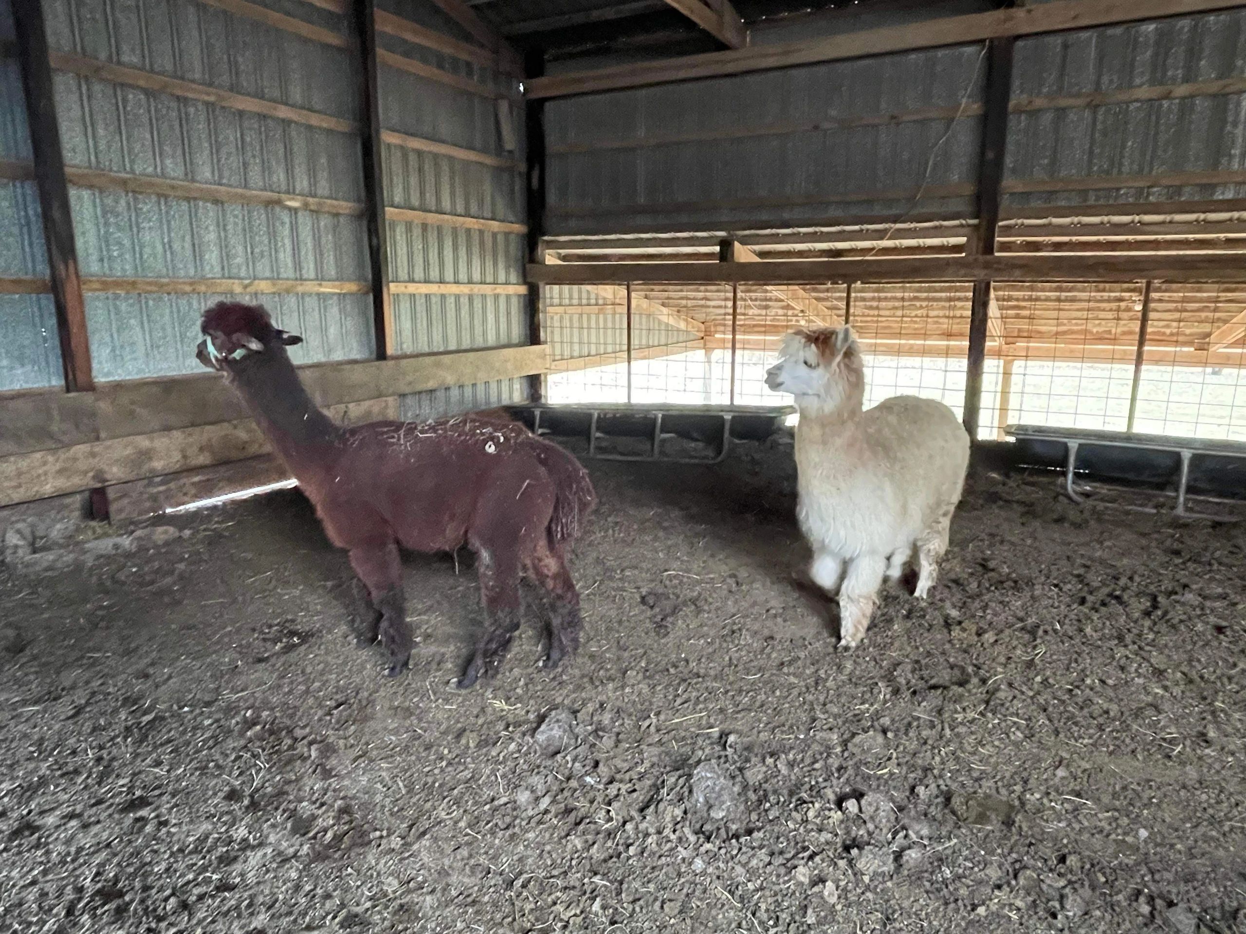 Female and Male Alpaca