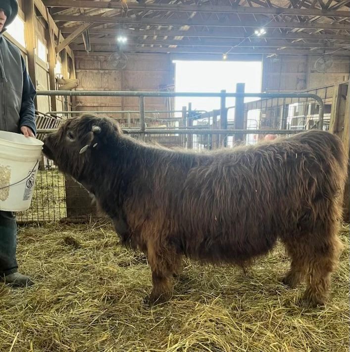 Yearling Mini Highlander Bull