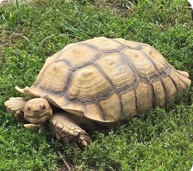 15 Year Old, 71 LB Male Sulcata Tortoise